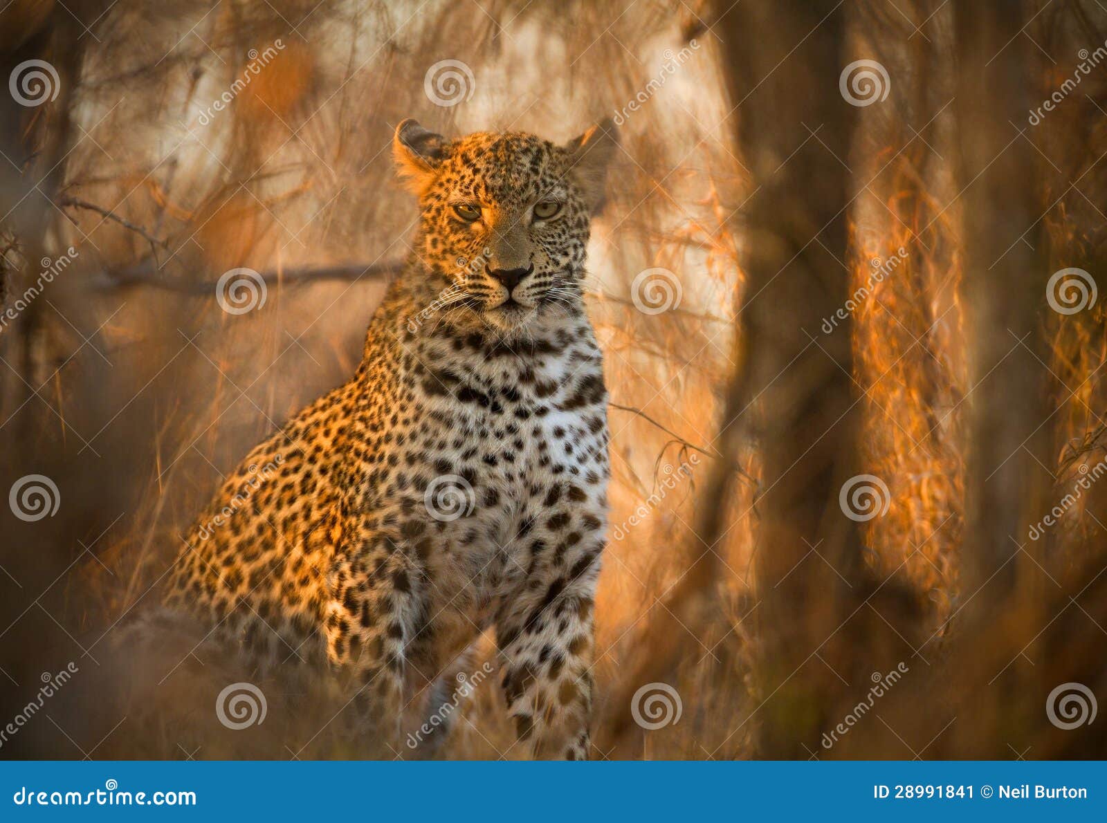 Leopard in Kruger National Park Stock Image - Image of foliage, safari ...