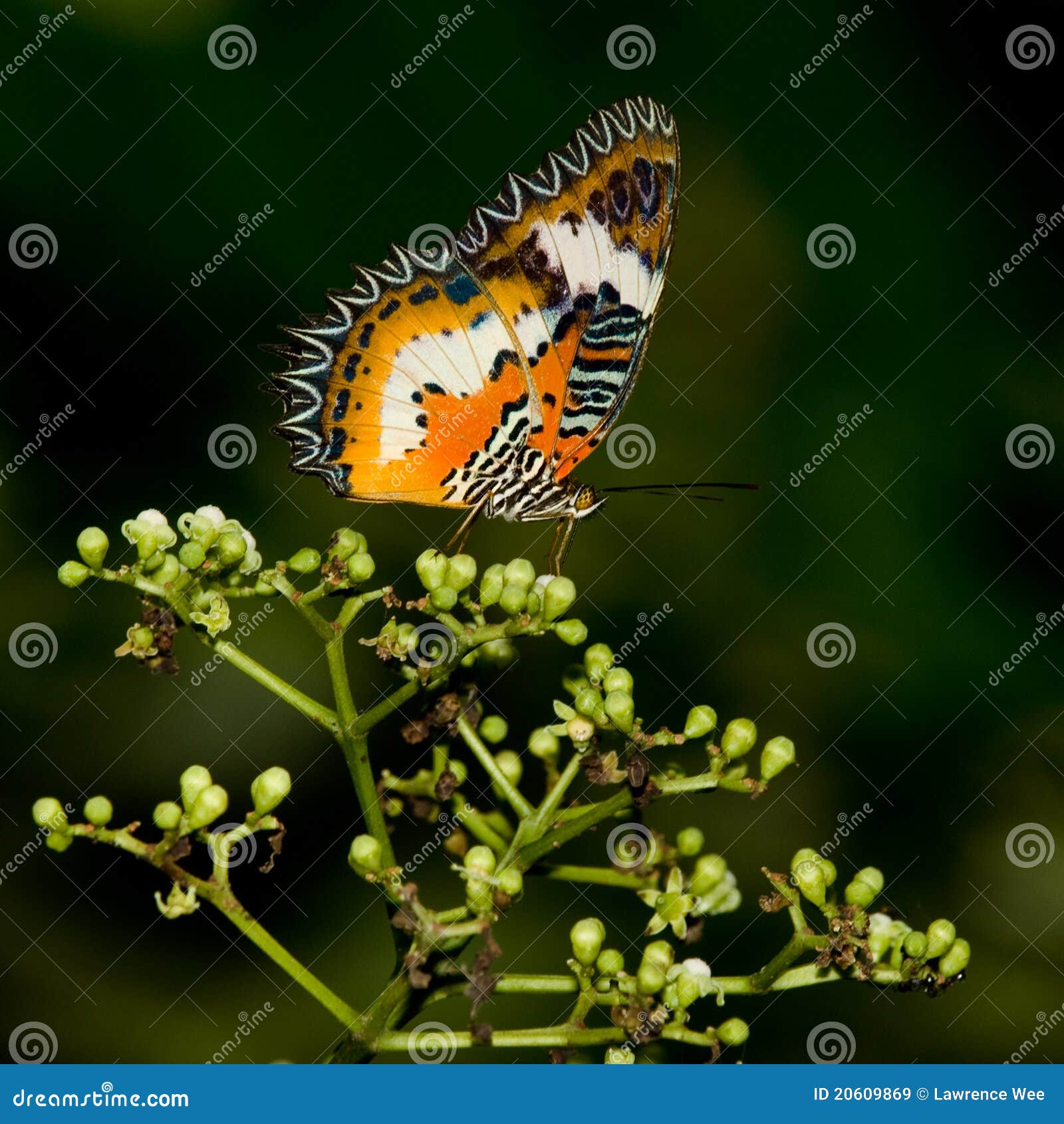 Leopard Lacewing Butterfly stock image. Image of butterfly - 20609869