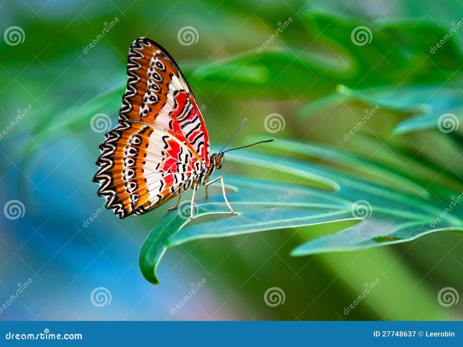 Leopard Lacewing butterfly stock image. Image of vivid - 27748637