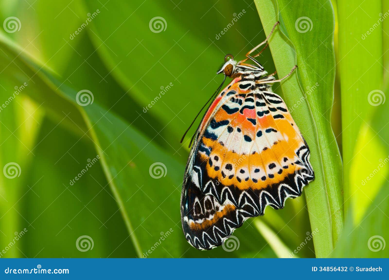 Leopard lacewing butterfly stock photo. Image of leopard - 34856432