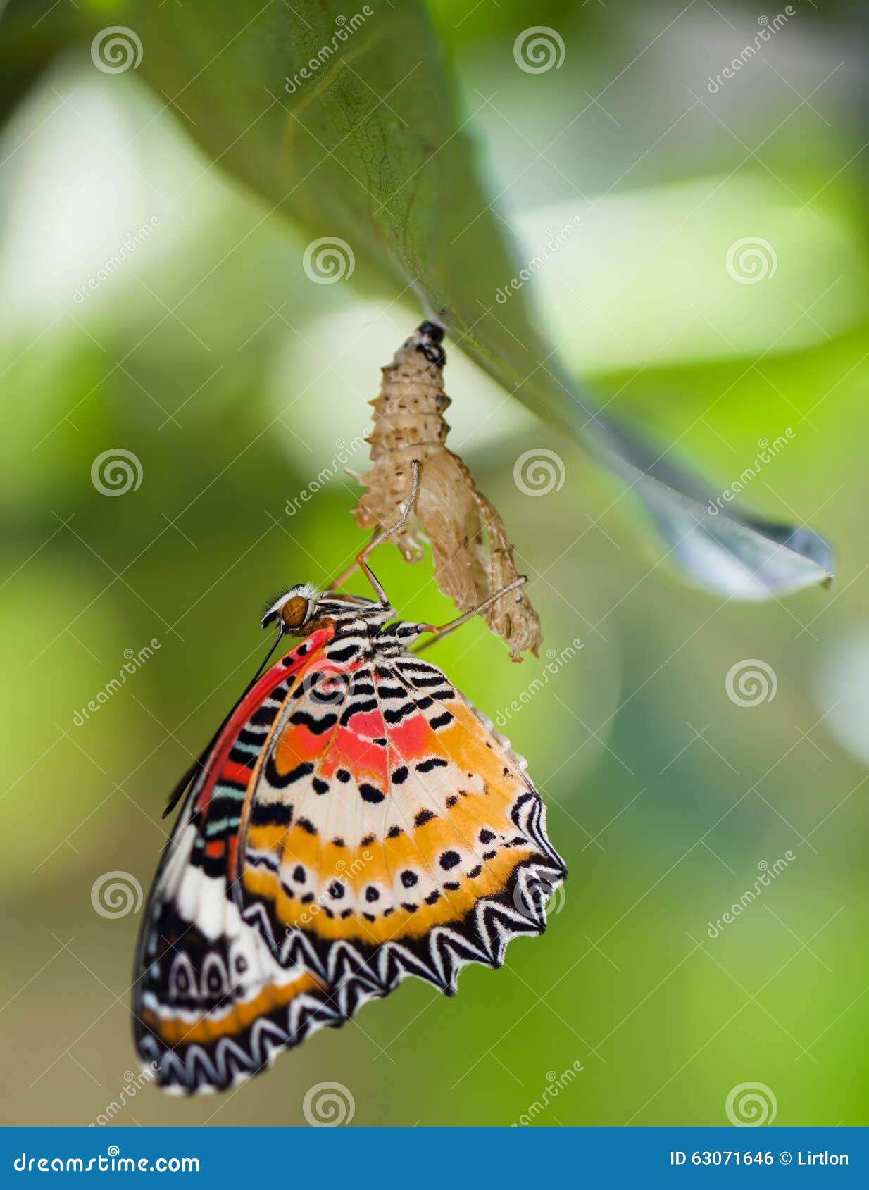 Leopard lacewing butterfly stock photo. Image of leopard - 63071646
