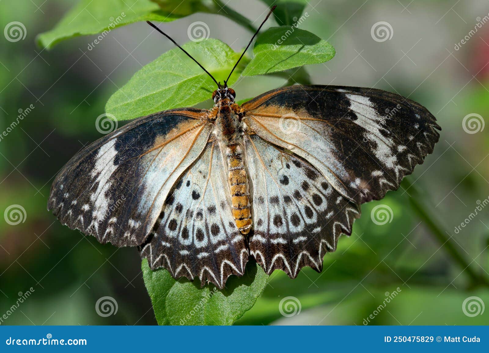 Leopard Lacewing Female stock image. Image of carolina - 250475829