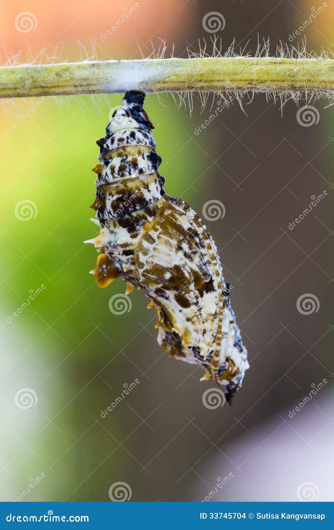 Leopard lacewing pupa stock photo. Image of metamorphosis - 33745704