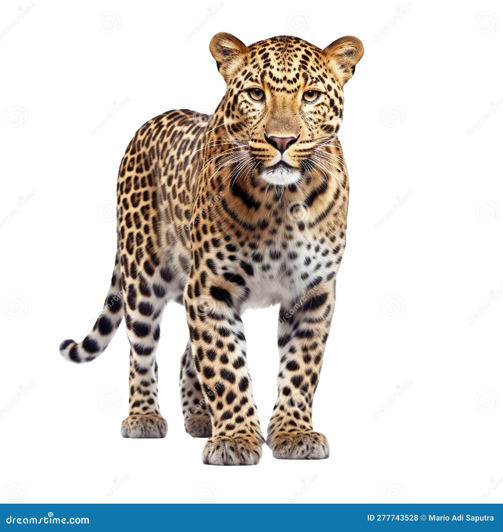 A Leopard Facing Forward, In An Attacking Pose, Generative AI Stock ...