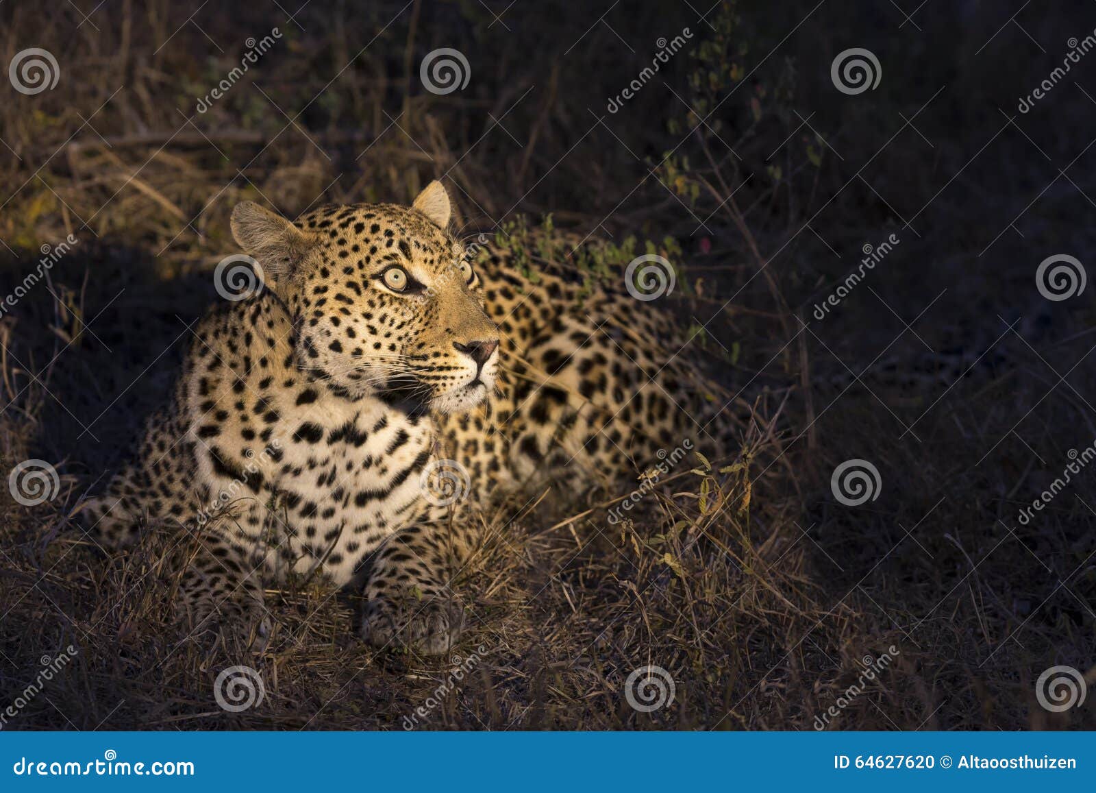 Leopard Lay Down in the Darkness To Rest Stock Photo - Image of ...