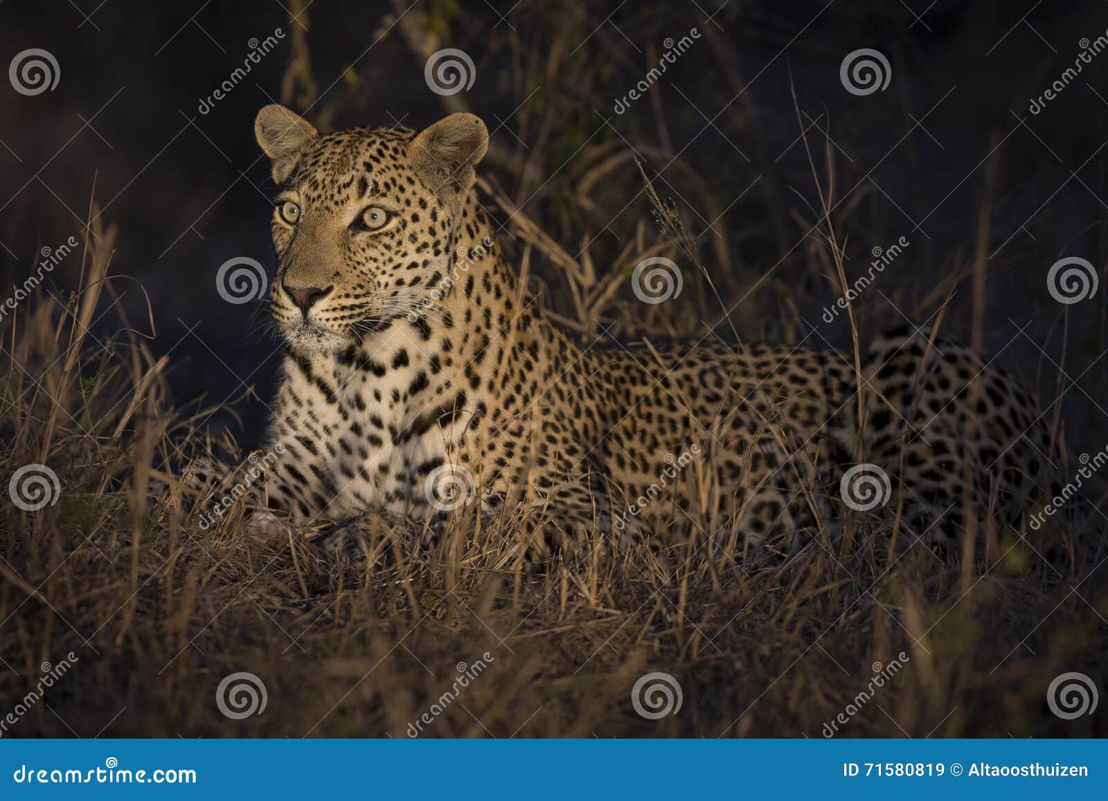 Leopard Lay Down in Darkness To Rest and Relax Stock Image - Image of ...