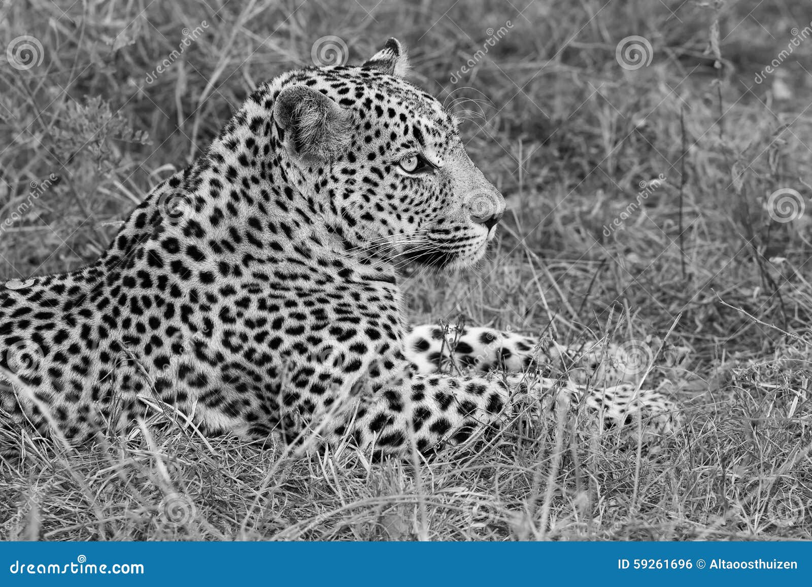 Leopard Lay Down at Dusk To Rest and Relax Stock Photo - Image of ...