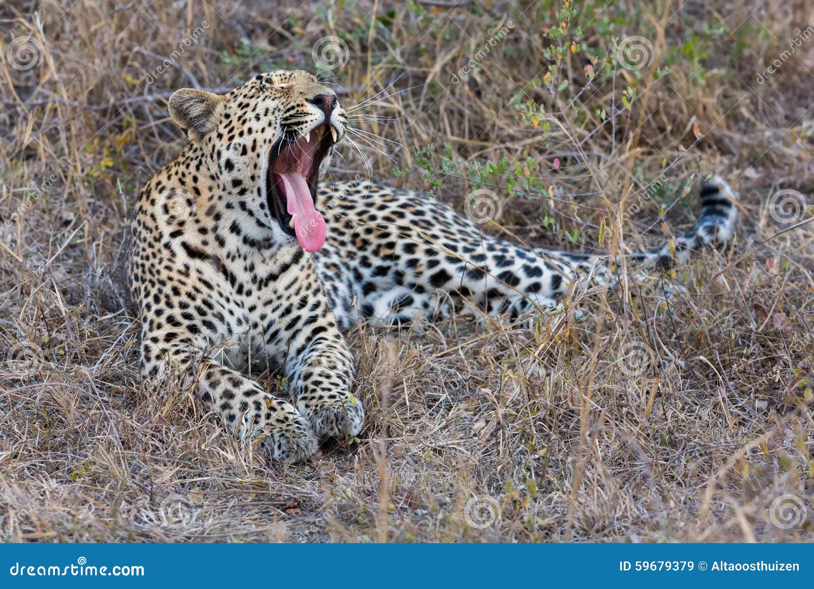 Leopard Lay Down at Dusk To Rest and Relax Stock Image - Image of large ...