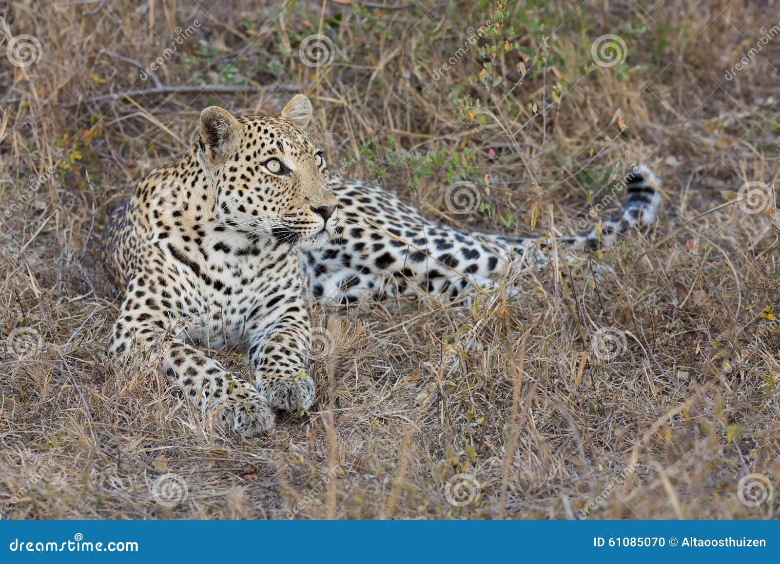 Leopard Lay Down at Dusk To Rest and Relax Stock Photo - Image of ...