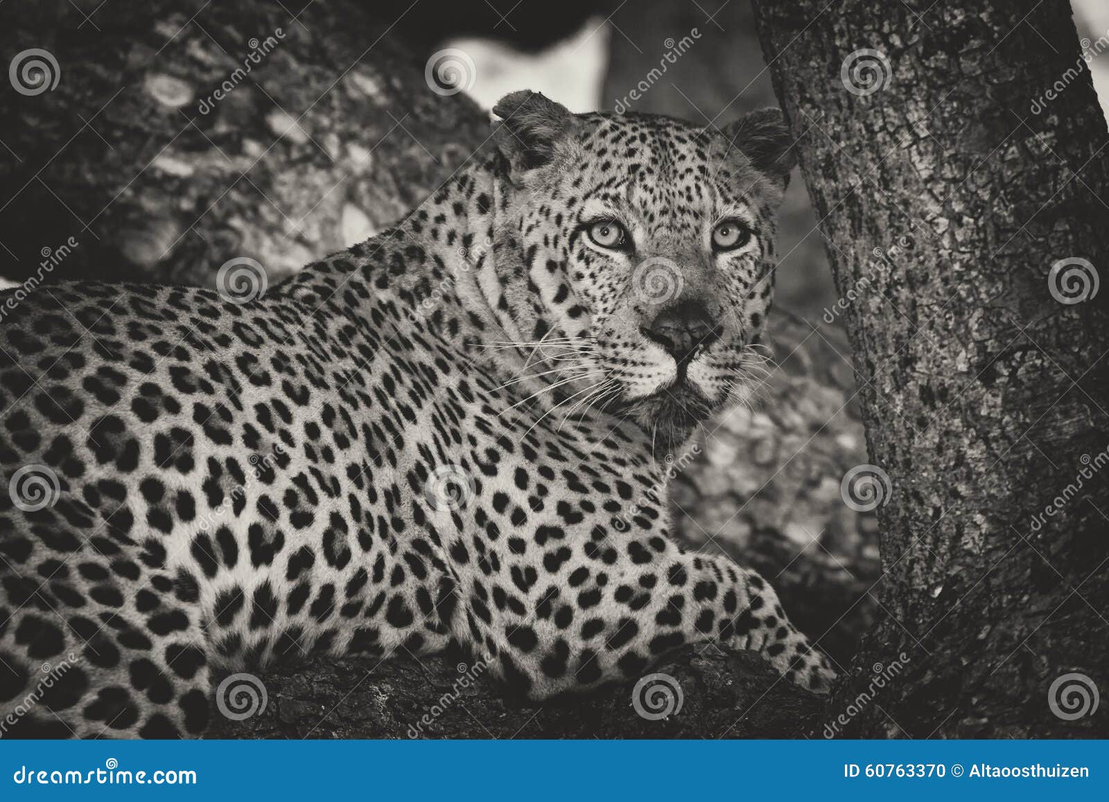 Leopard Lay Down in Tree To Rest and Relax Artistic Conversion Stock ...
