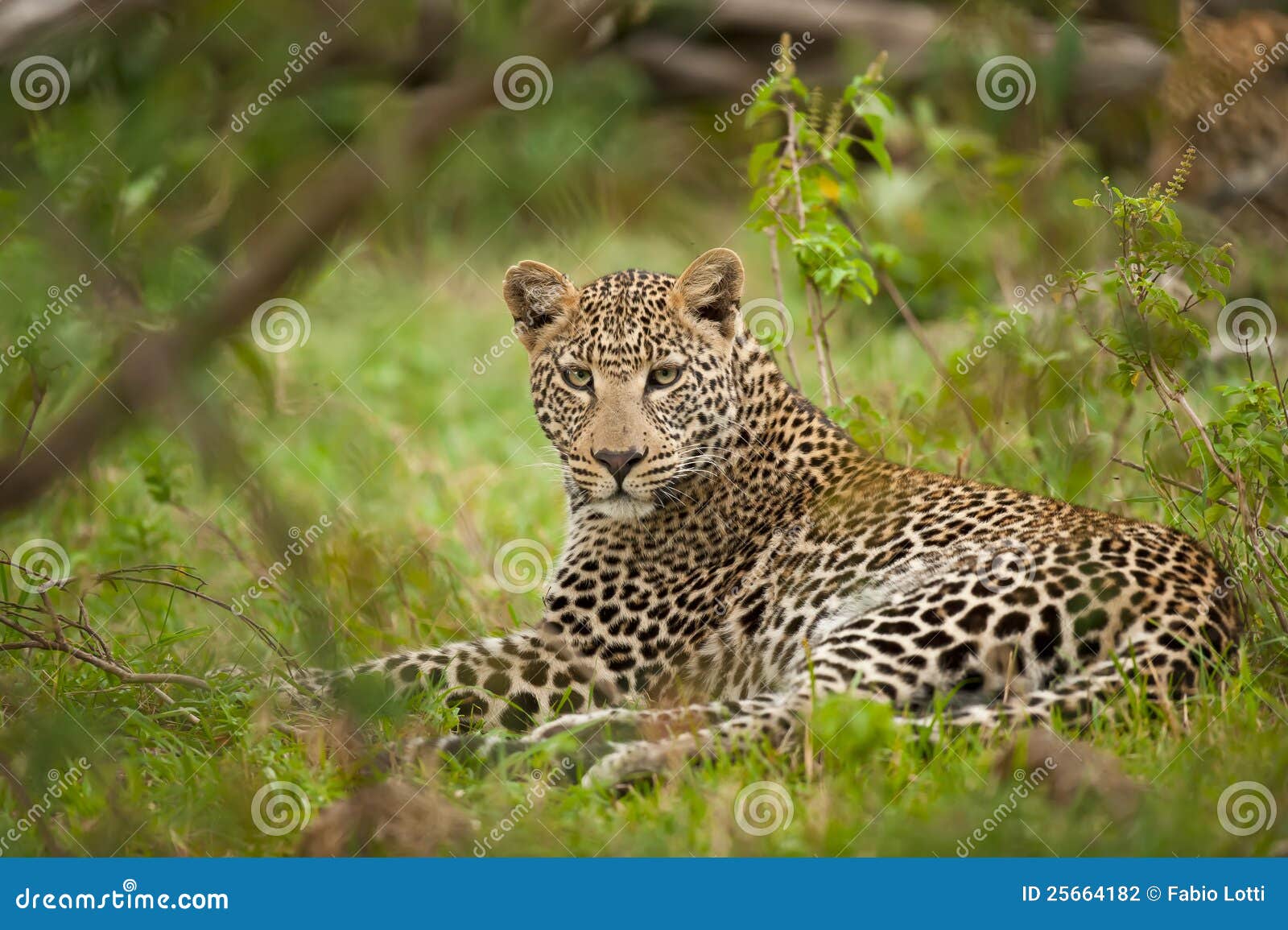 Leopard laying down stock photo. Image of animal, africa - 25664182