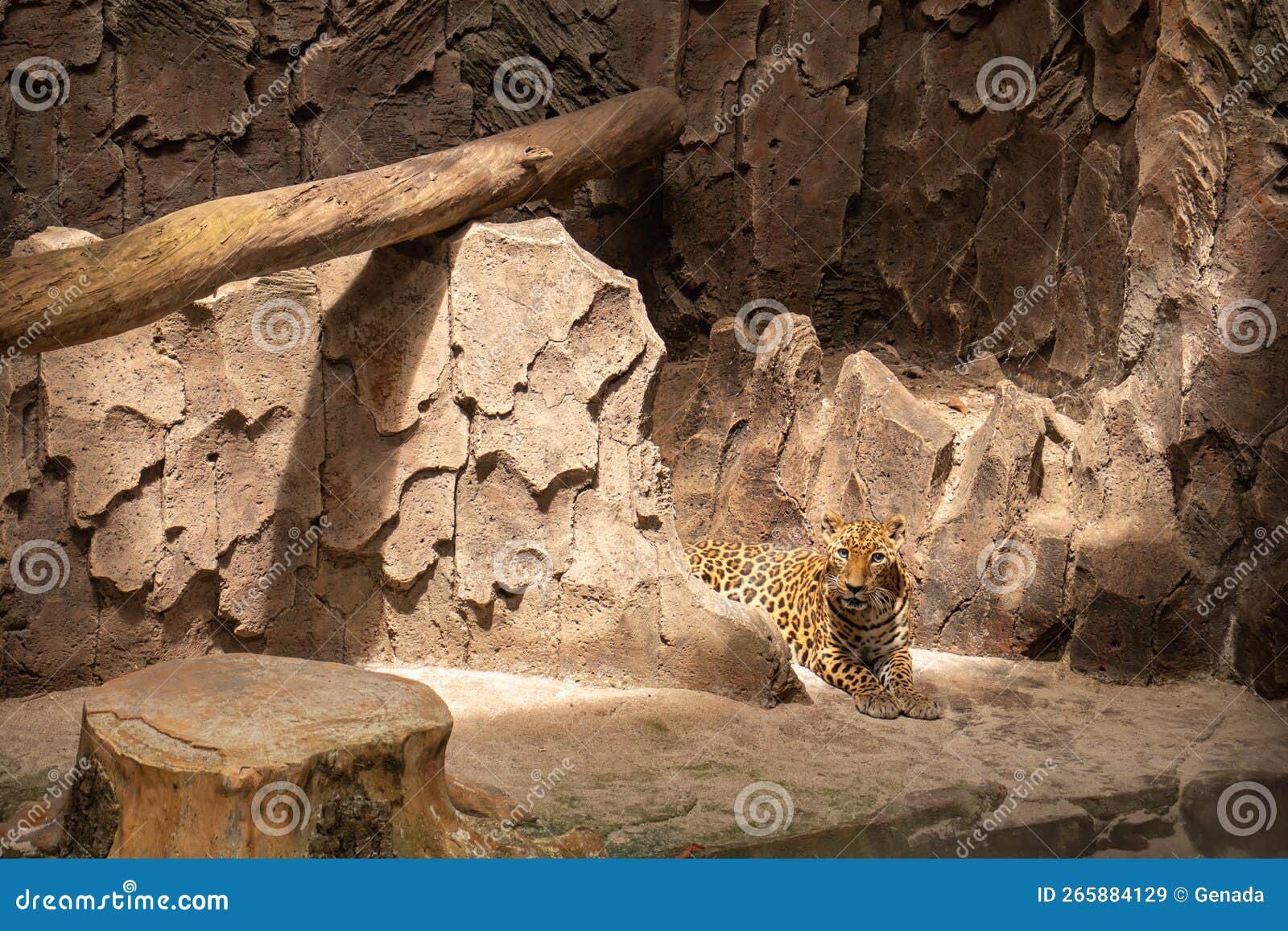 The Leopard is Laying Down in the Cage Stock Image - Image of rock ...