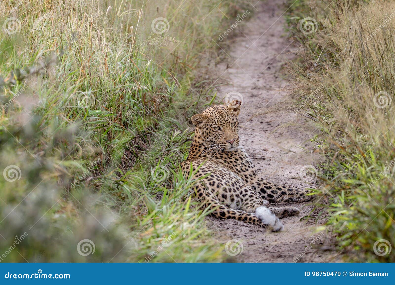 Leopard Laying Down in the Sand. Stock Image - Image of jungle, african ...