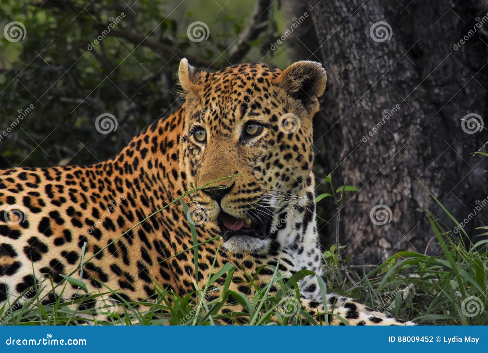 Leopard Laying Down by a Tree Stock Photo - Image of national, grass ...