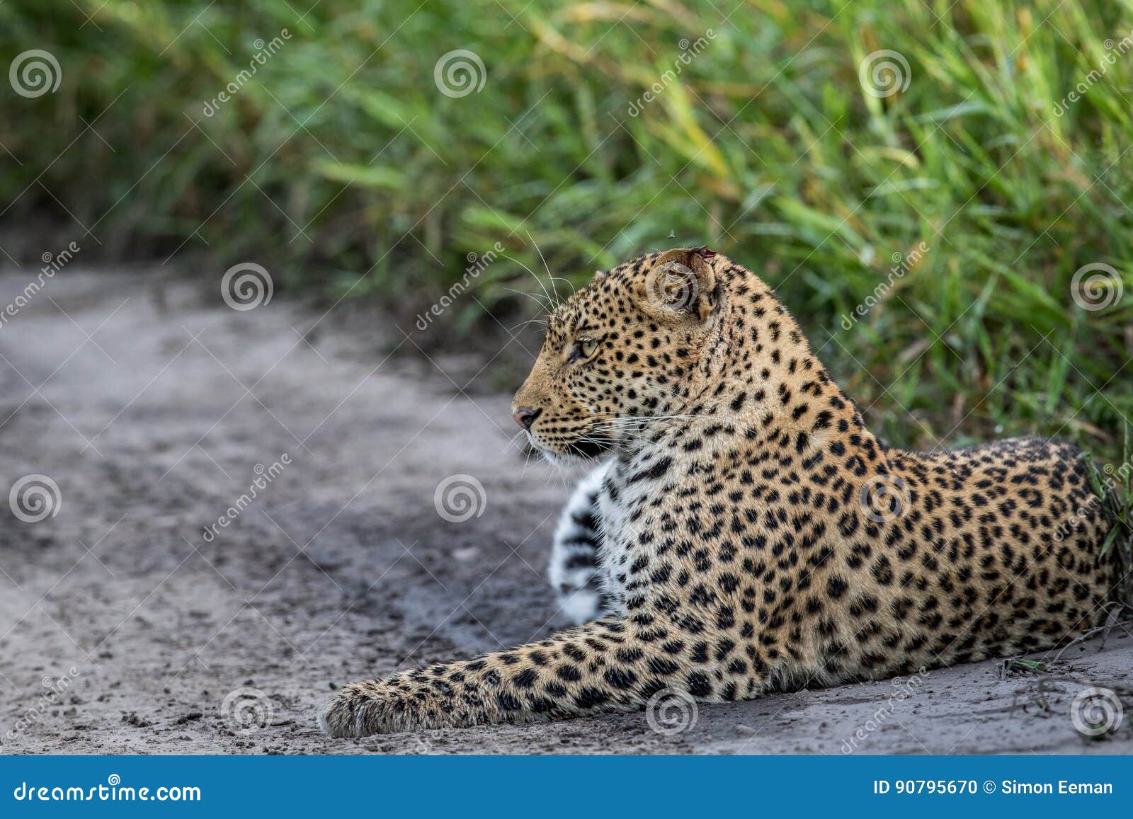 Leopard laying in sand. stock photo. Image of five, carnivore - 90795670