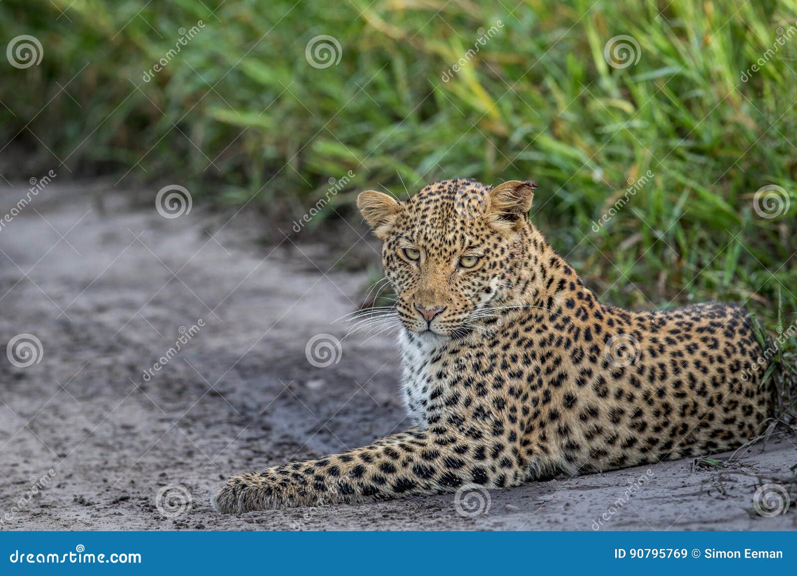Leopard laying in sand. stock image. Image of kgalagadi - 90795769