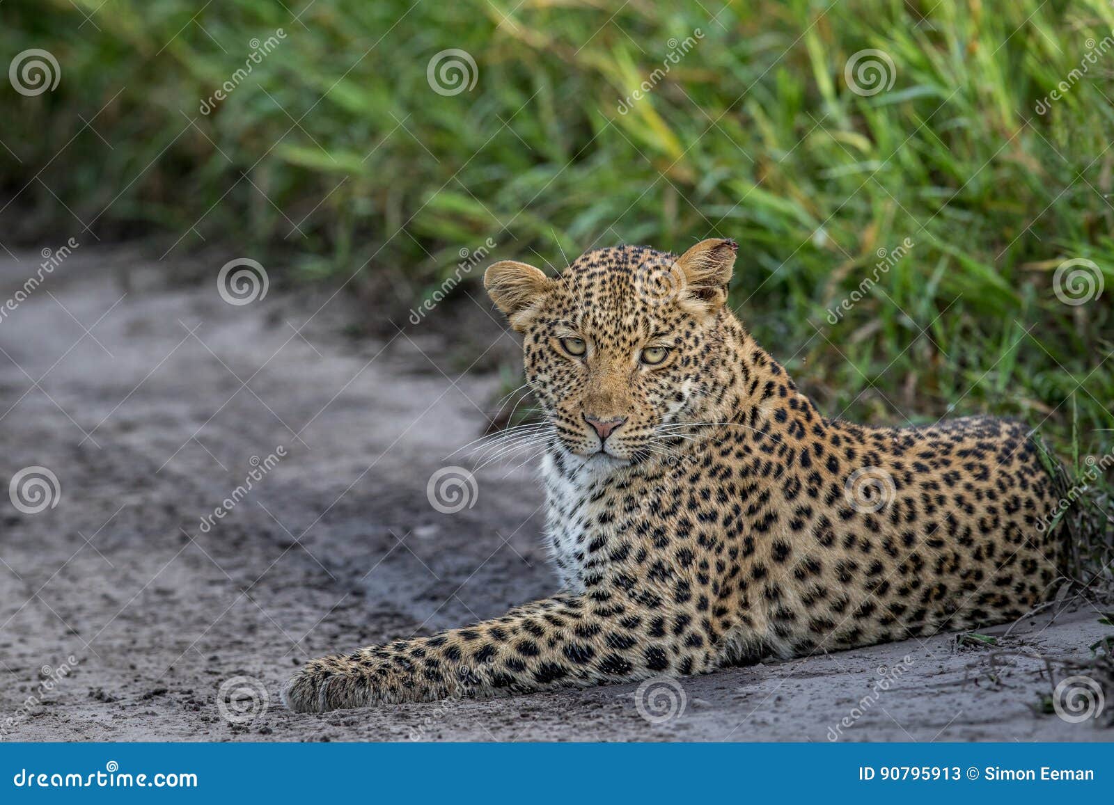 Leopard laying in sand. stock image. Image of african - 90795913