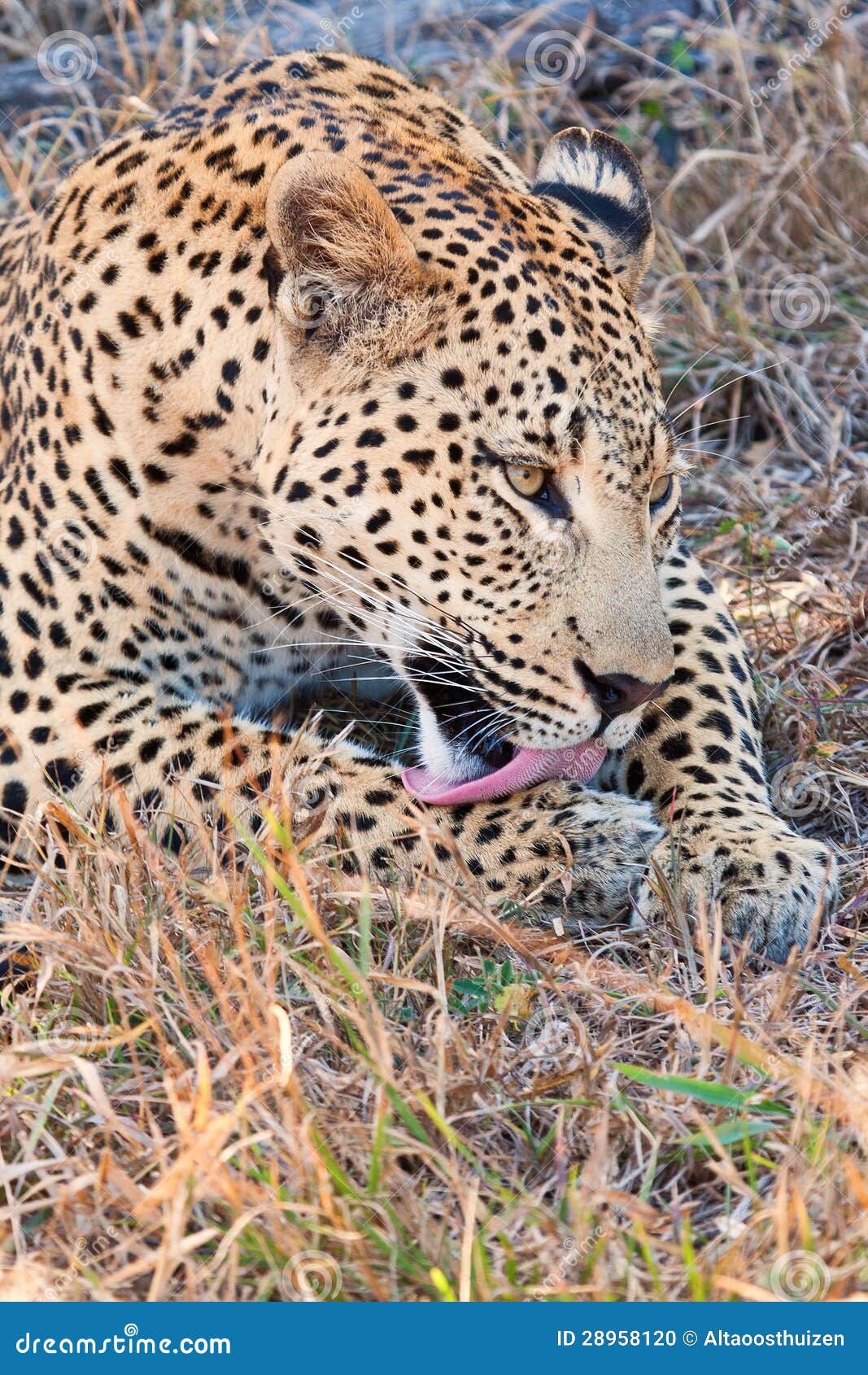Leopard Laying in the Shade Stock Photo - Image of large, head: 28958120