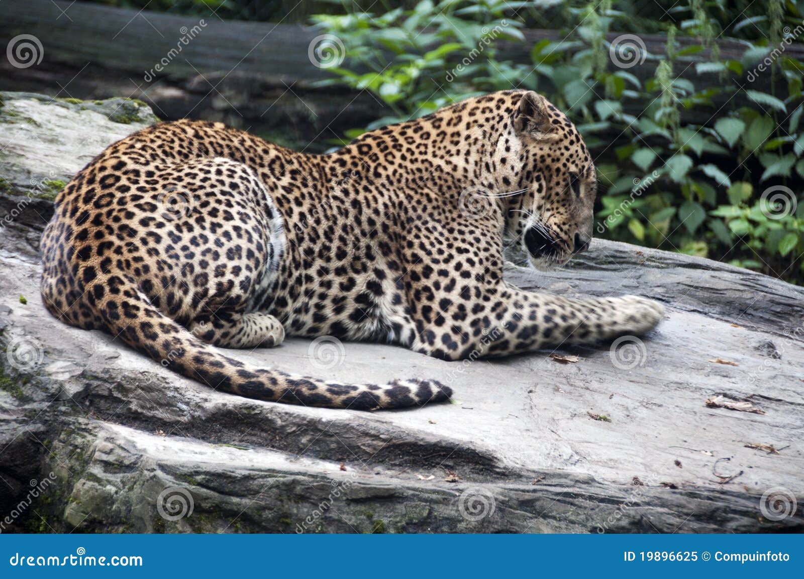 Leopard laying in the sun stock image. Image of wildcat - 19896625