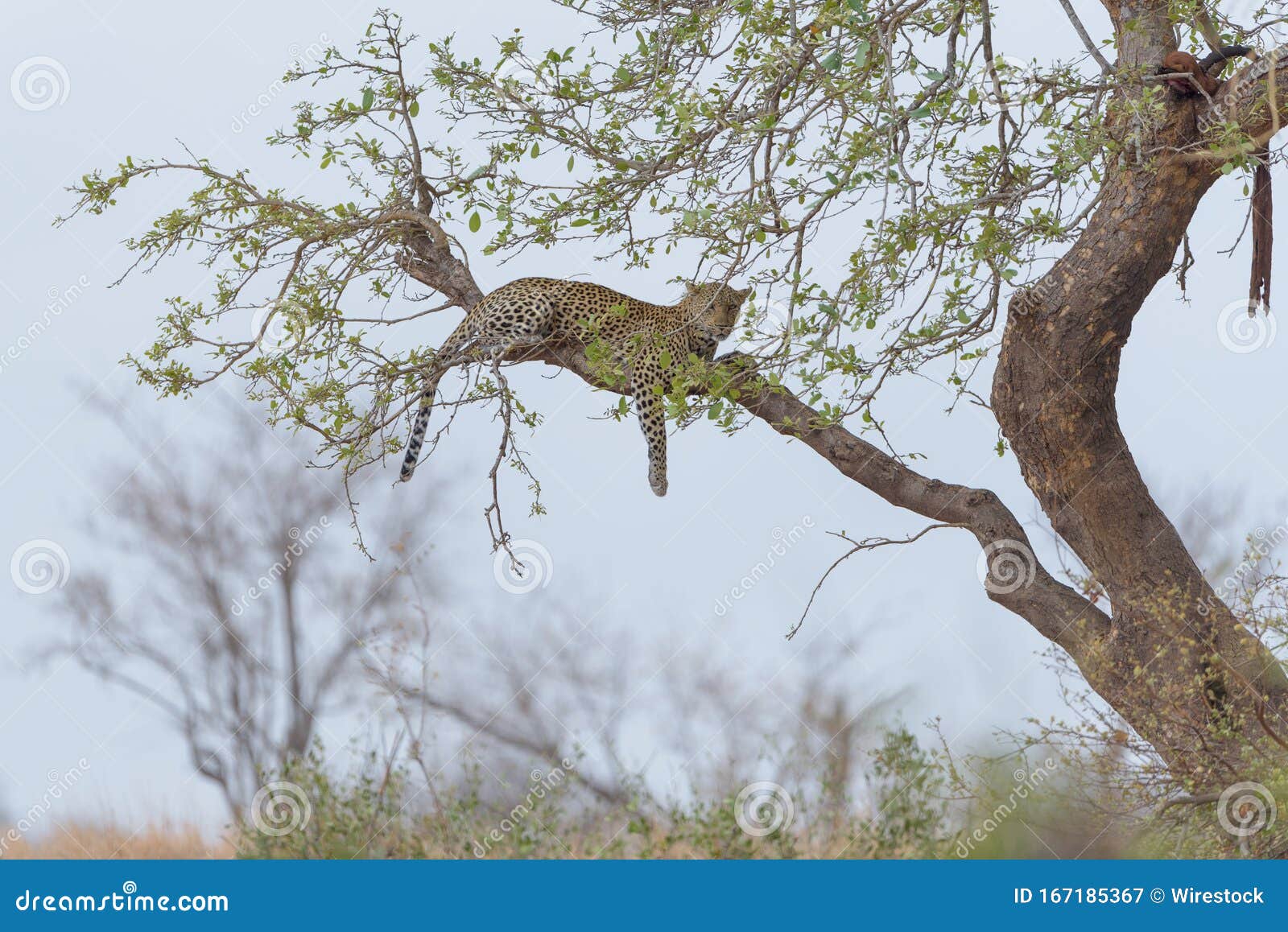 Leopard Laying on a Tree in the Distance while Looking Towards the ...