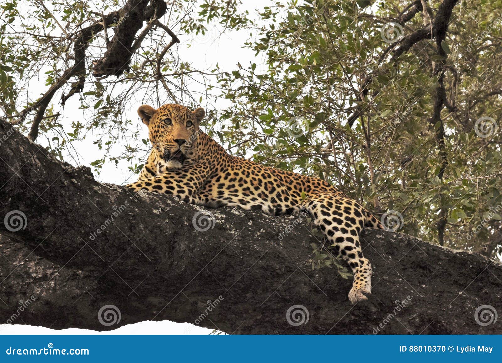 Leopard Laying In The Tree Stock Photo | CartoonDealer.com #88010370