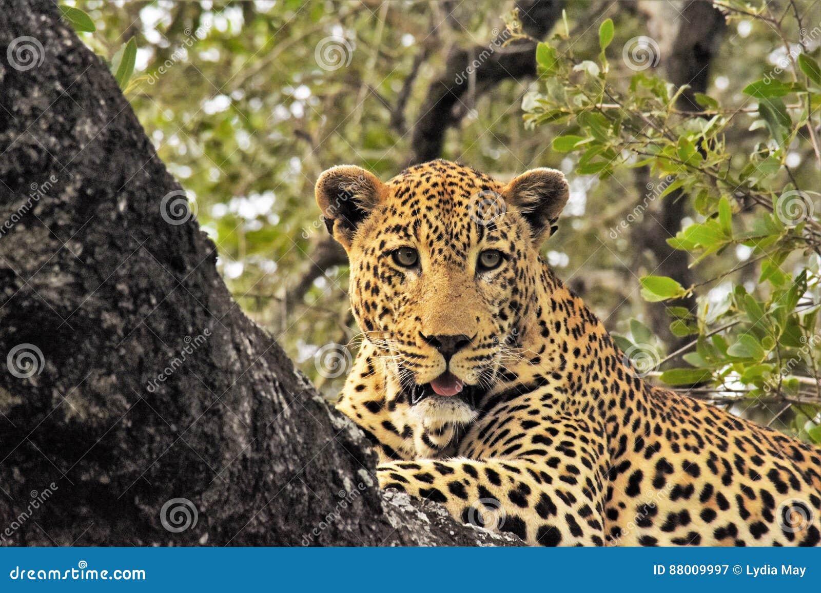 Leopard laying in the tree stock image. Image of africa - 88009997