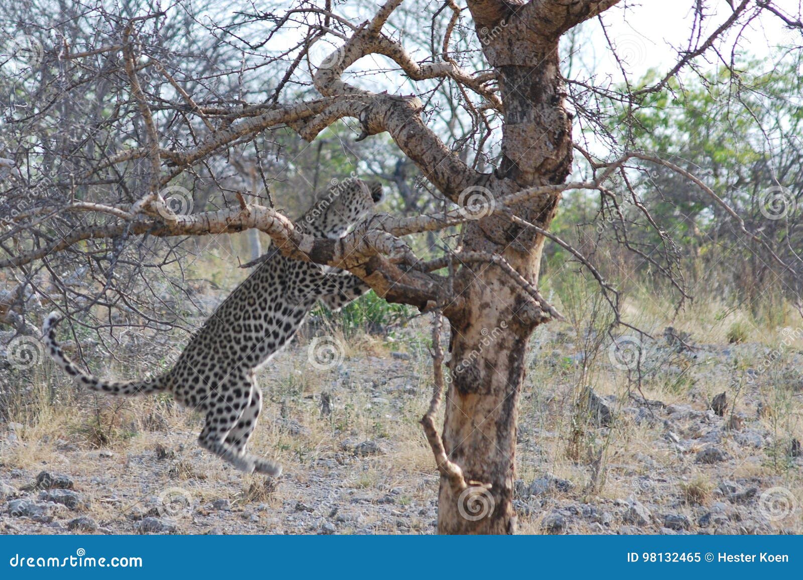 Leopard Leaping in Tree in Namibia Stock Image - Image of cats, chase ...