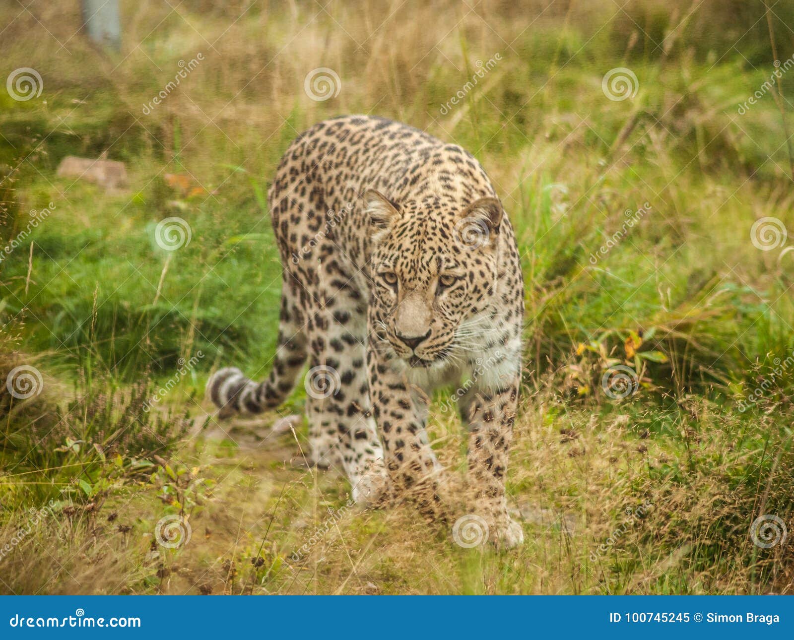 Leopard 1 stock image. Image of animal, wildlife, nature - 100745245