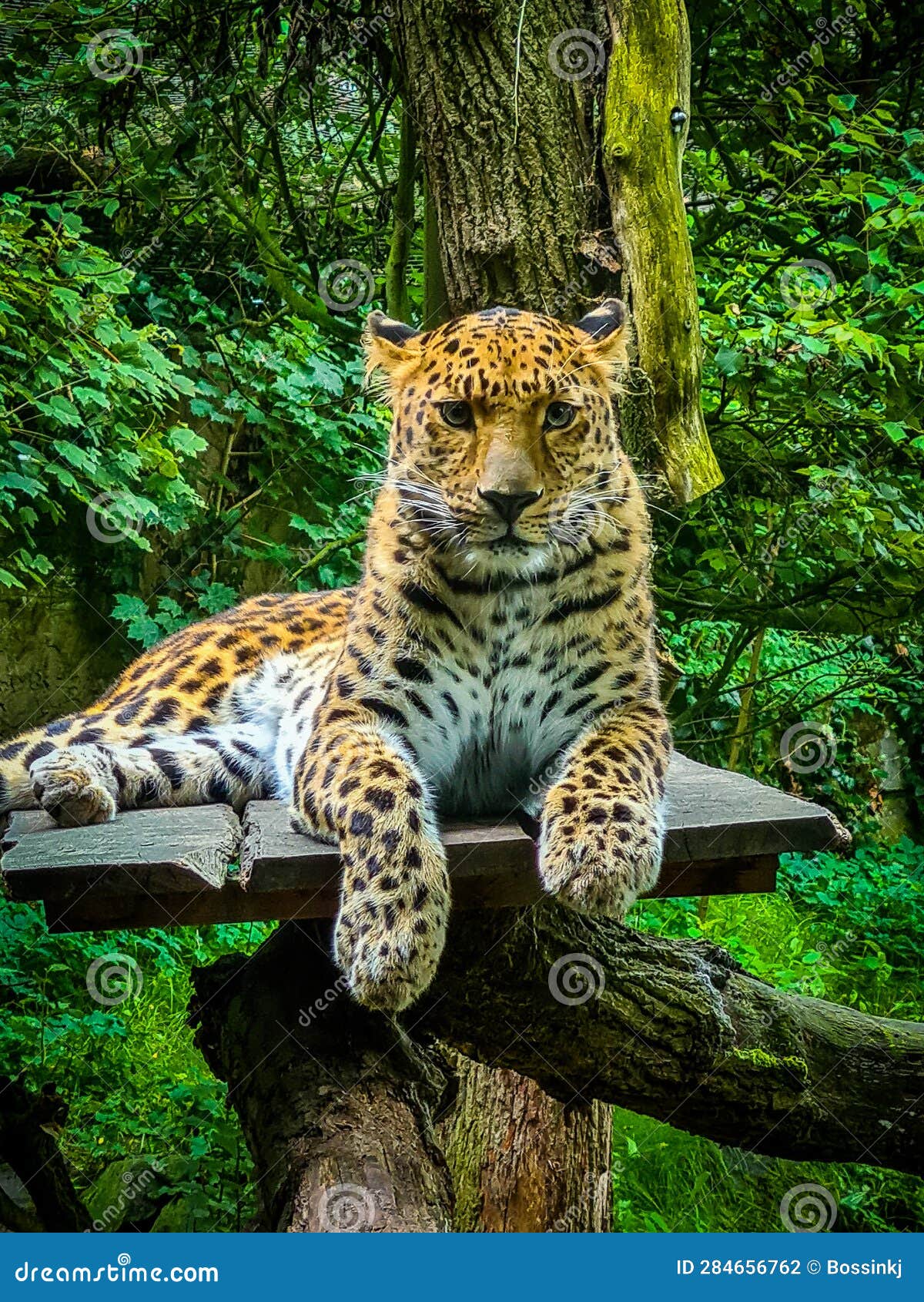 Leopard stock photo. Image of leopard, camera, looking - 284656762