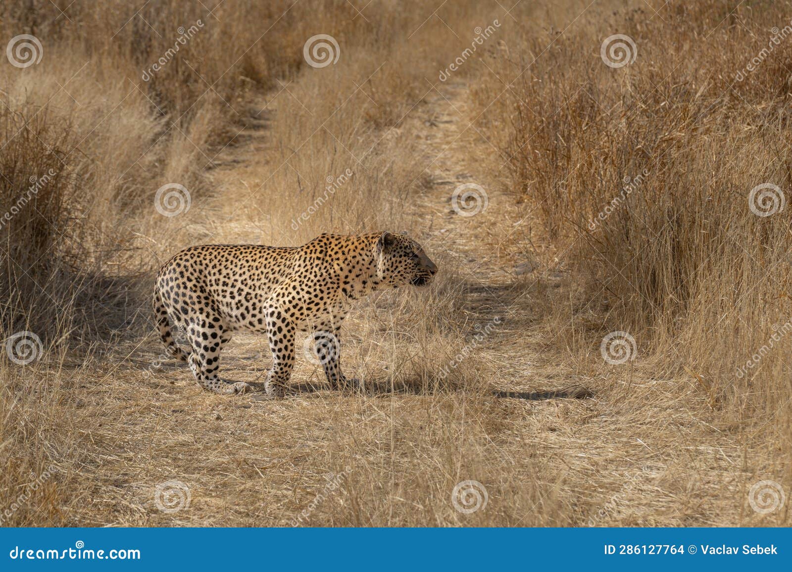 A leopard stock photo. Image of predator, pardus, nature - 286127764