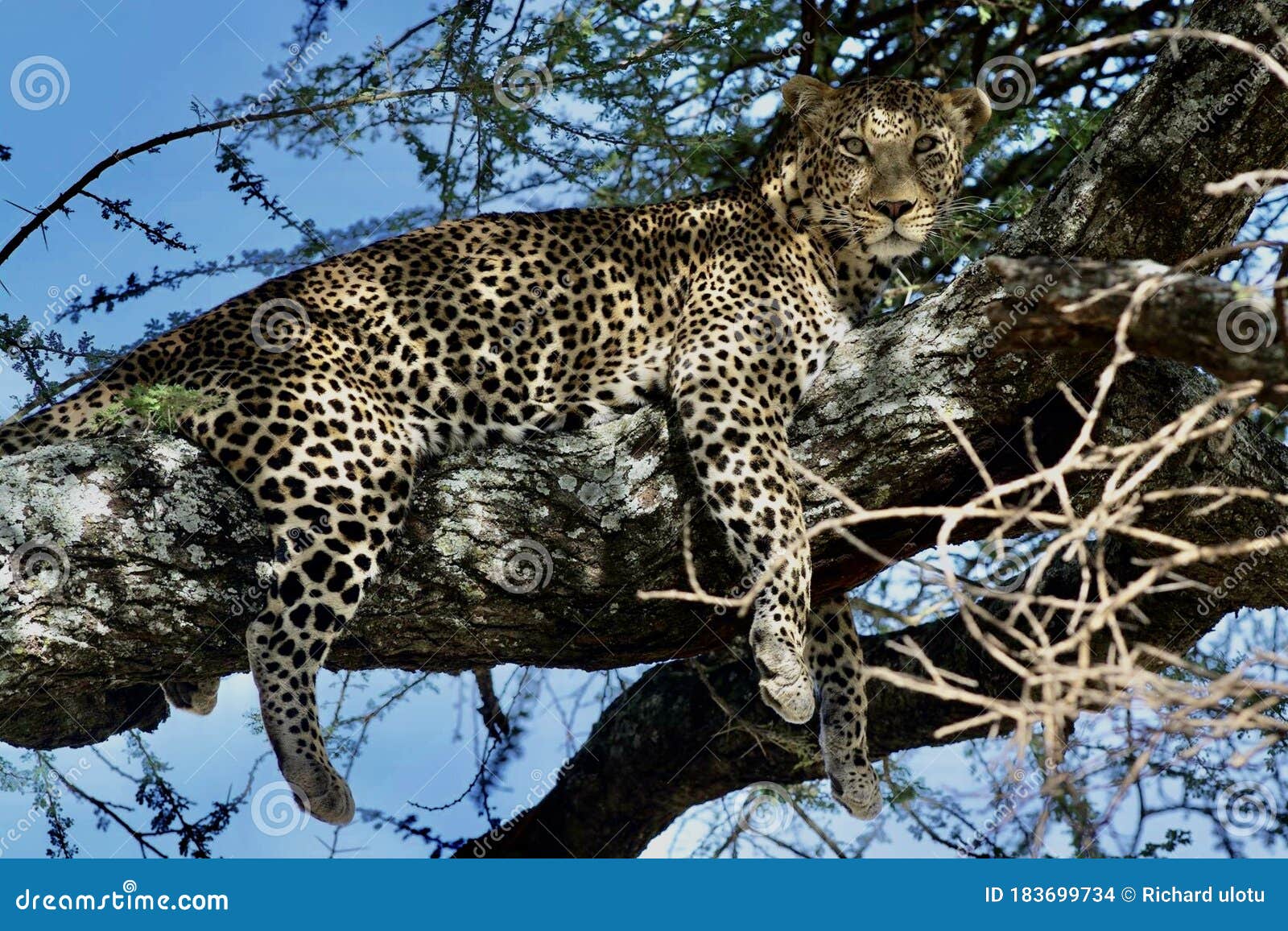 Leopard stock photo. Image of africa, leopard, nature - 183699734
