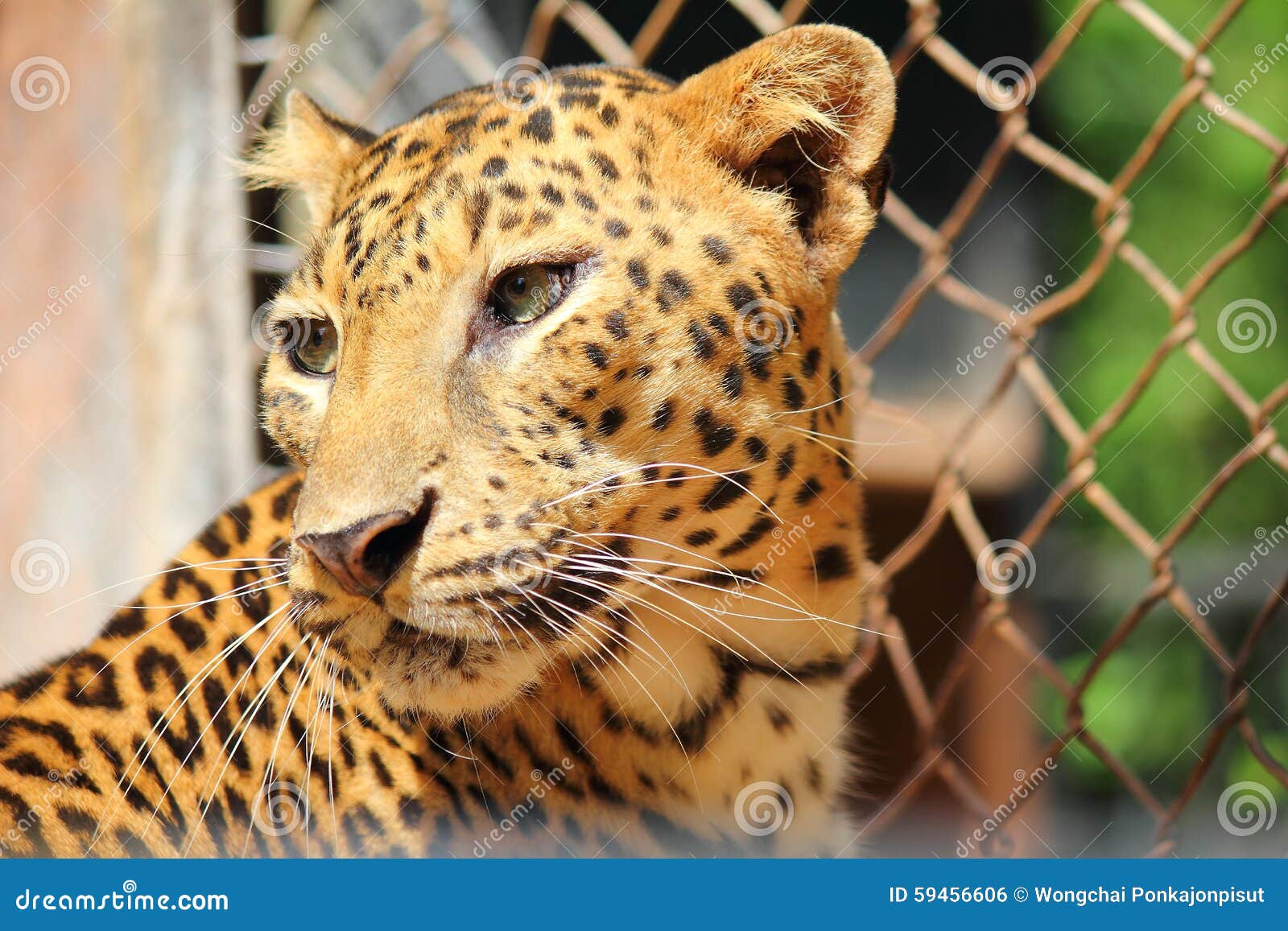 Leopard stock photo. Image of coat, colour, rosettes - 59456606