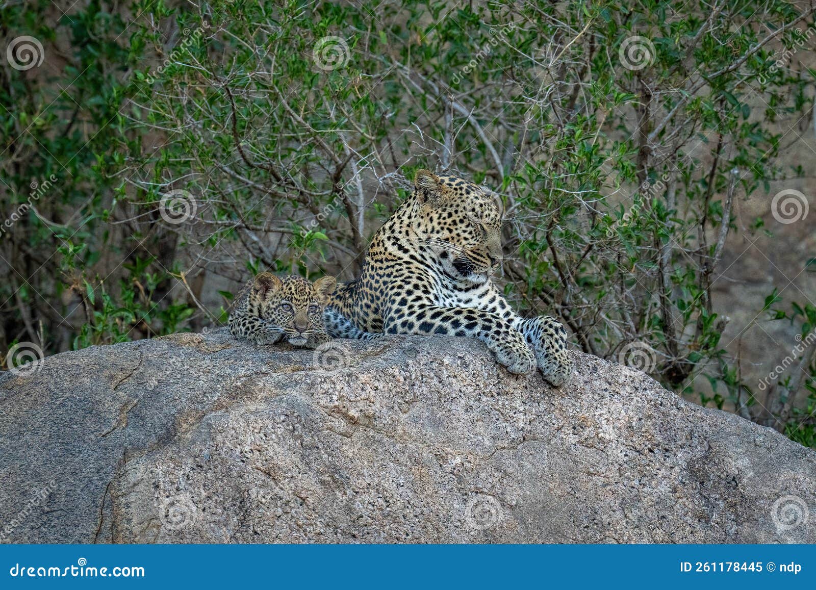 Leopard Lies Asleep on Rock with Cub Stock Image - Image of nature ...