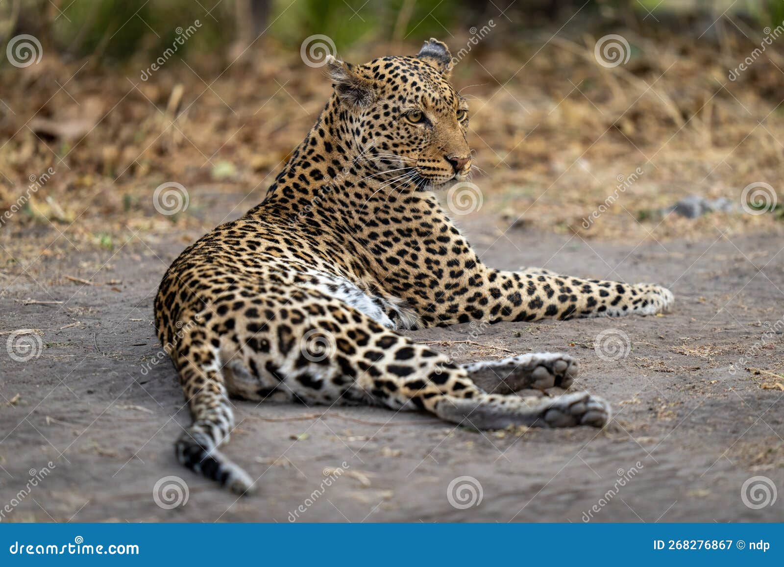 Leopard Lies on Bare Ground Facing Right Stock Image - Image of ...