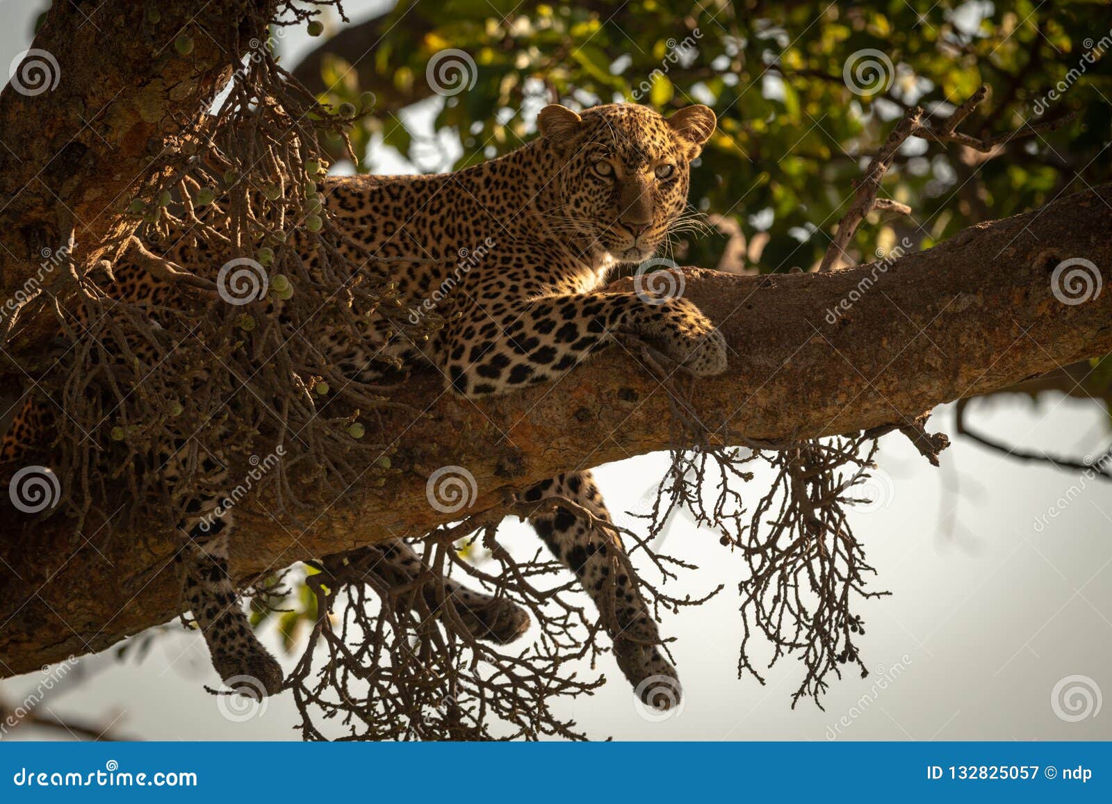 Leopard Lies on Branch Dangling Legs Down Stock Image - Image of ...