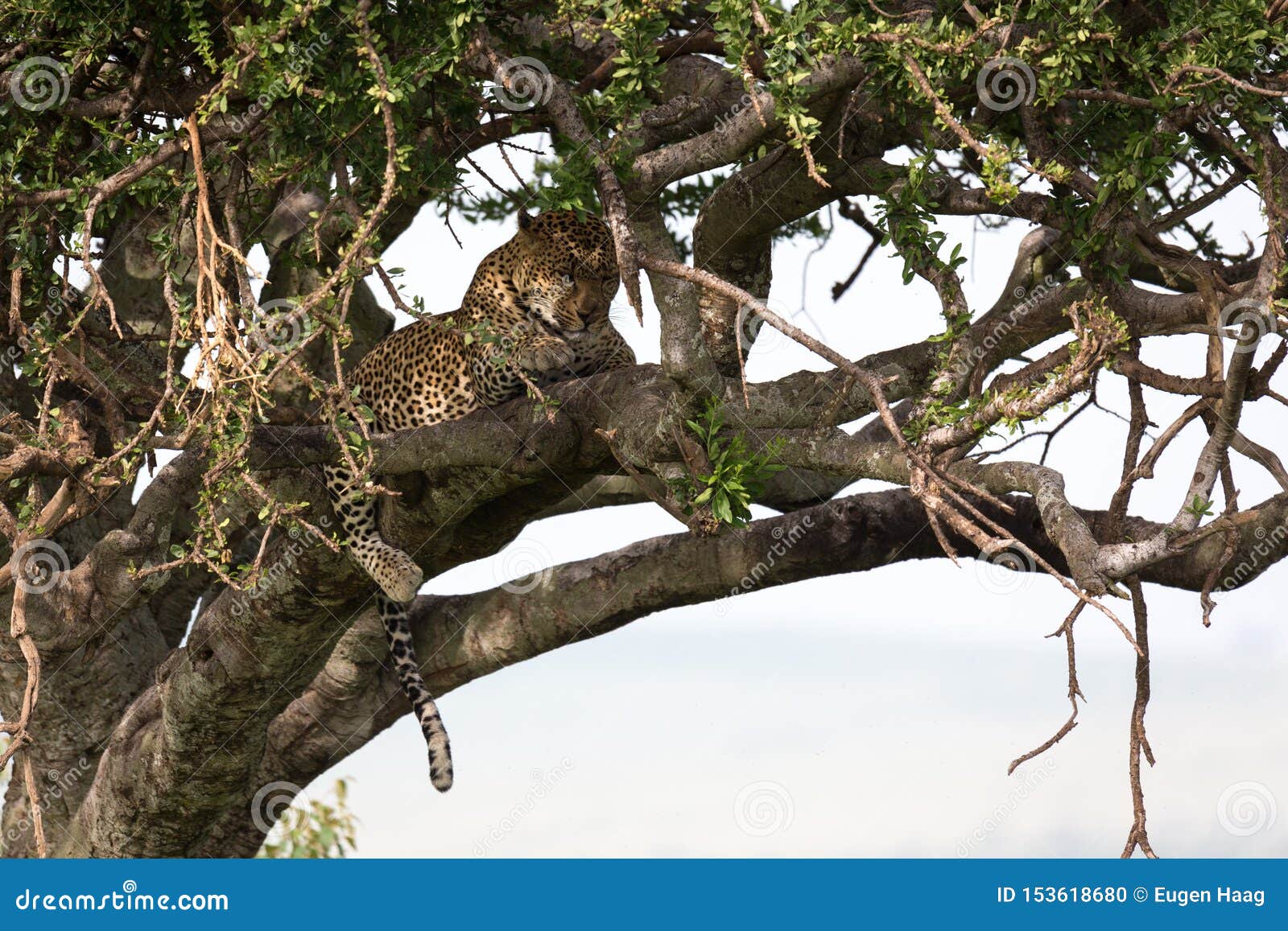 A Leopard Lies on the Branches of a Tree Stock Photo - Image of ...