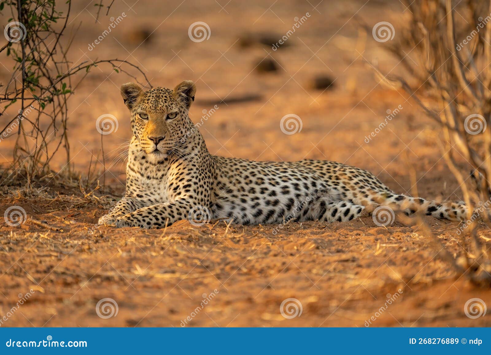 Leopard Lies between Bushes Staring at Camera Stock Image - Image of ...