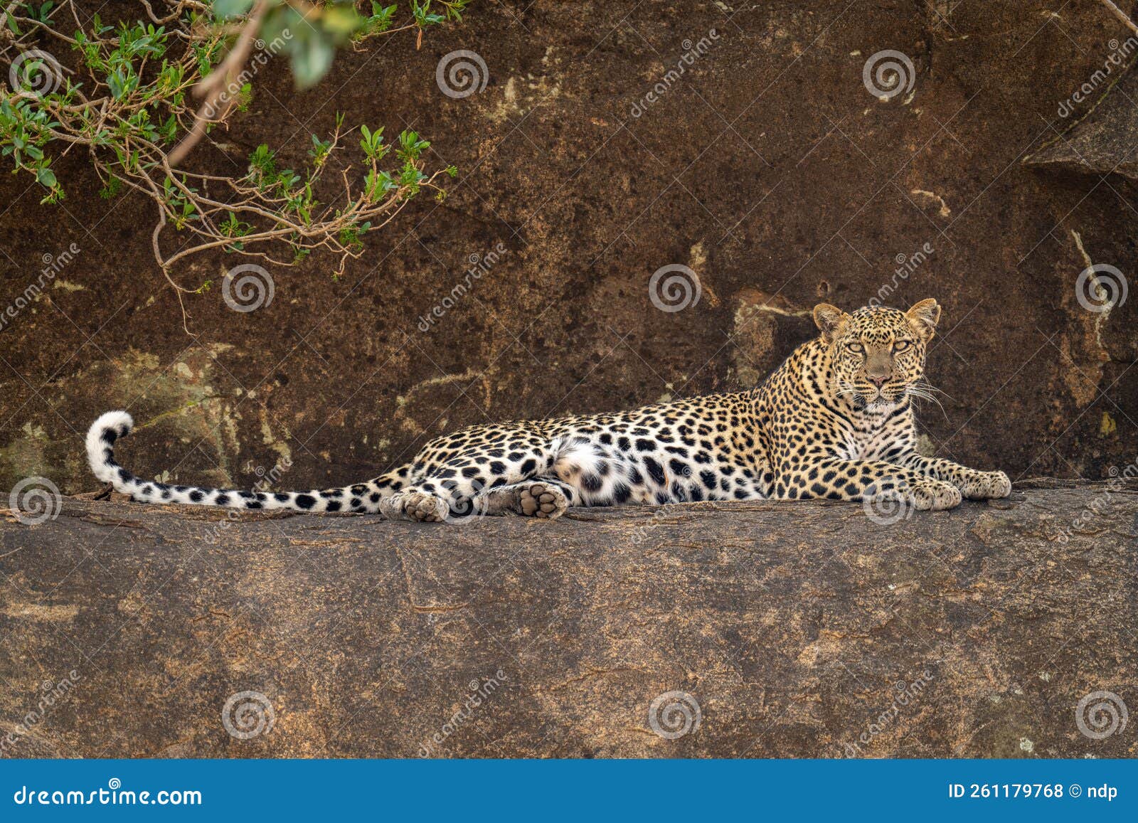 Leopard Lies Crouching on Ledge by Bush Stock Photo - Image of landscape, safari: 261179768