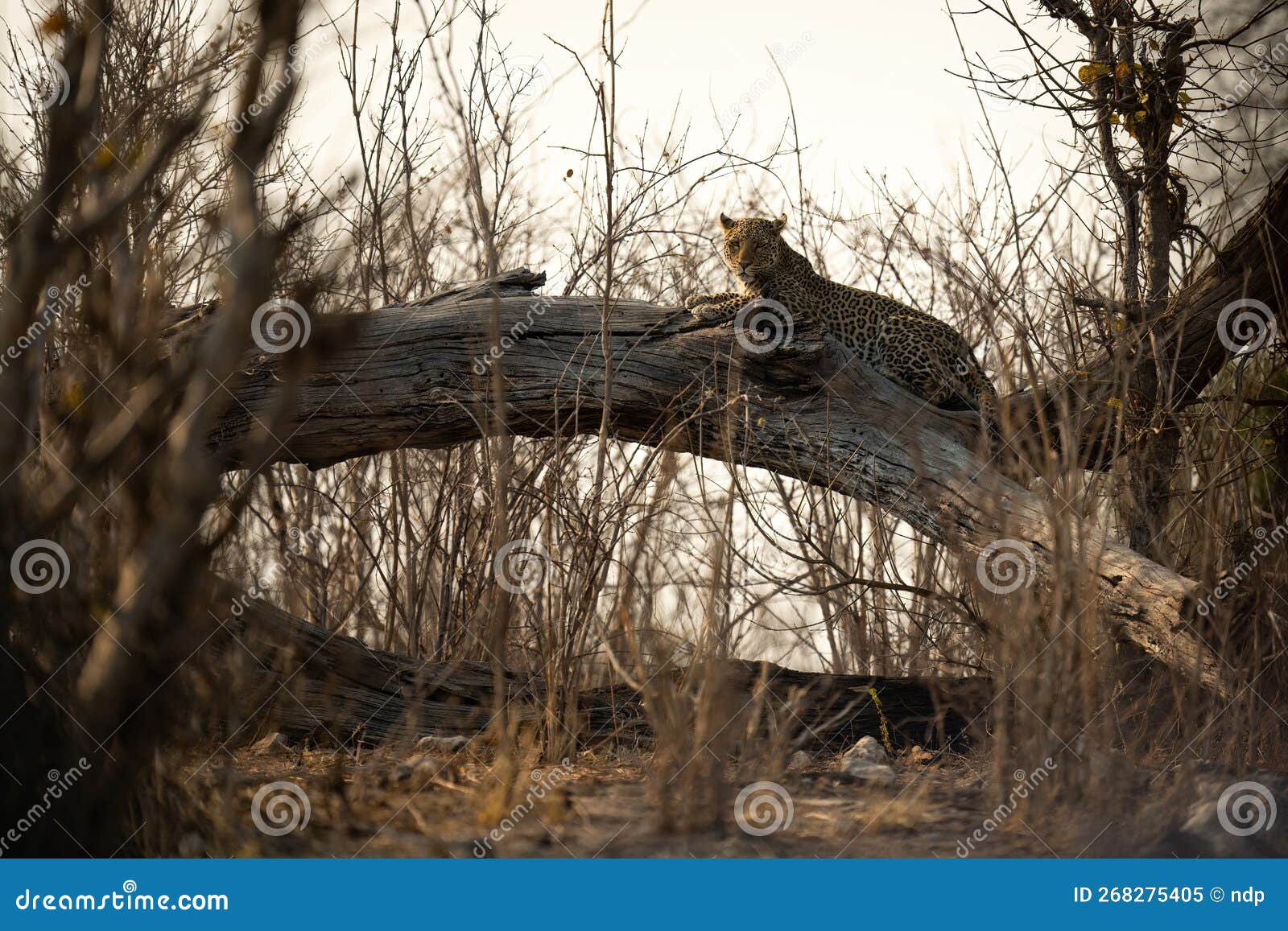 Leopard Lies on Dead Log in Bushes Stock Image - Image of park, africa ...