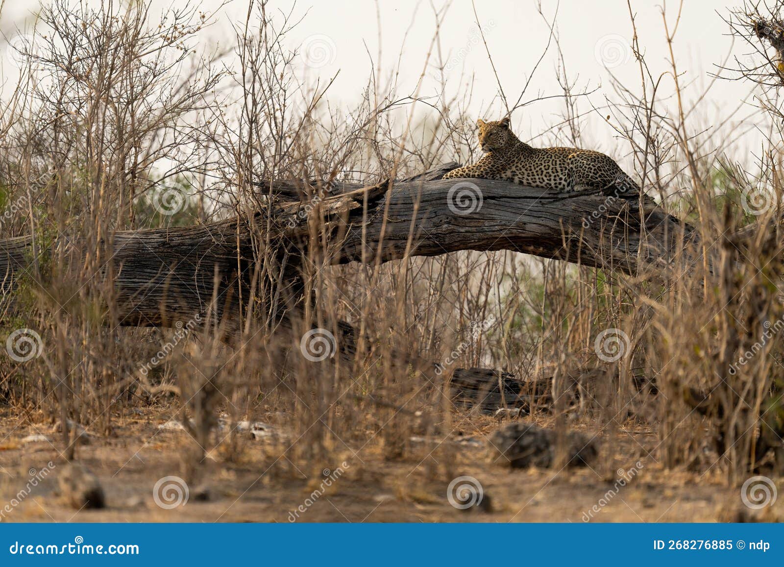 Leopard Lies on Dead Log among Bushes Stock Image - Image of panthera ...