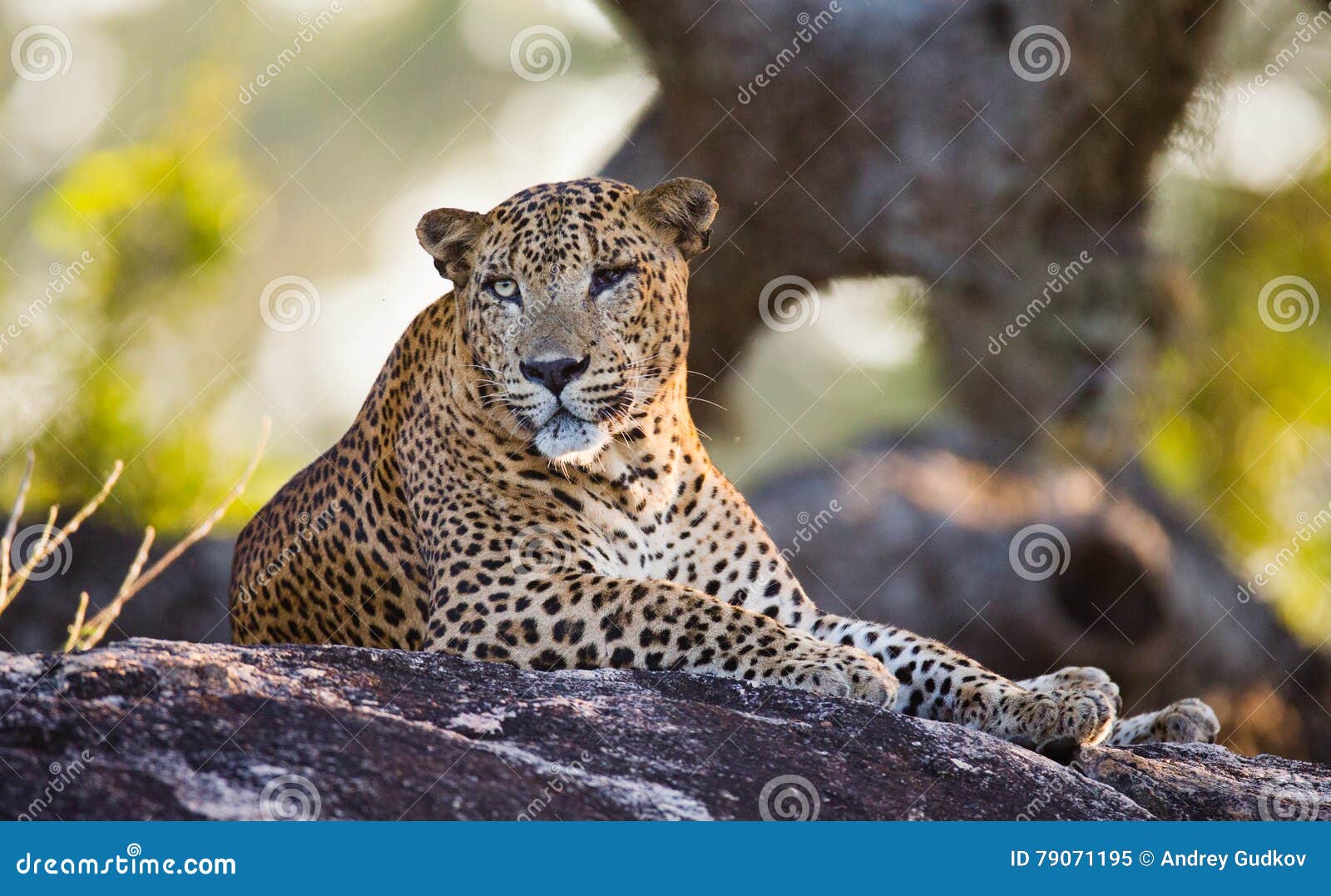 The Leopard Lies on a Large Stone Under a Tree. Sri Lanka Stock Image ...