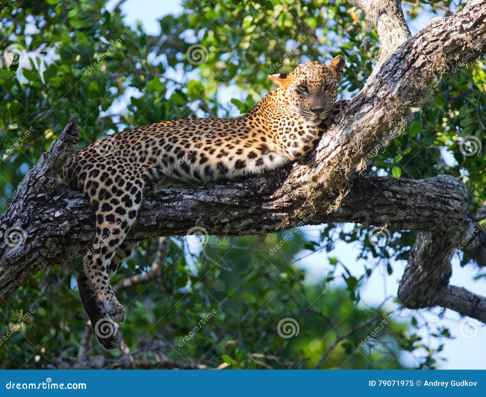 The Leopard Lies on a Large Tree Branch. Sri Lanka Stock Image - Image ...