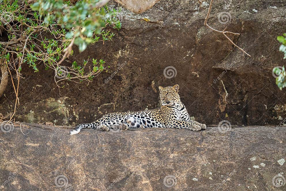 Leopard Lies on Ledge Framed by Tree Stock Image - Image of safari ...