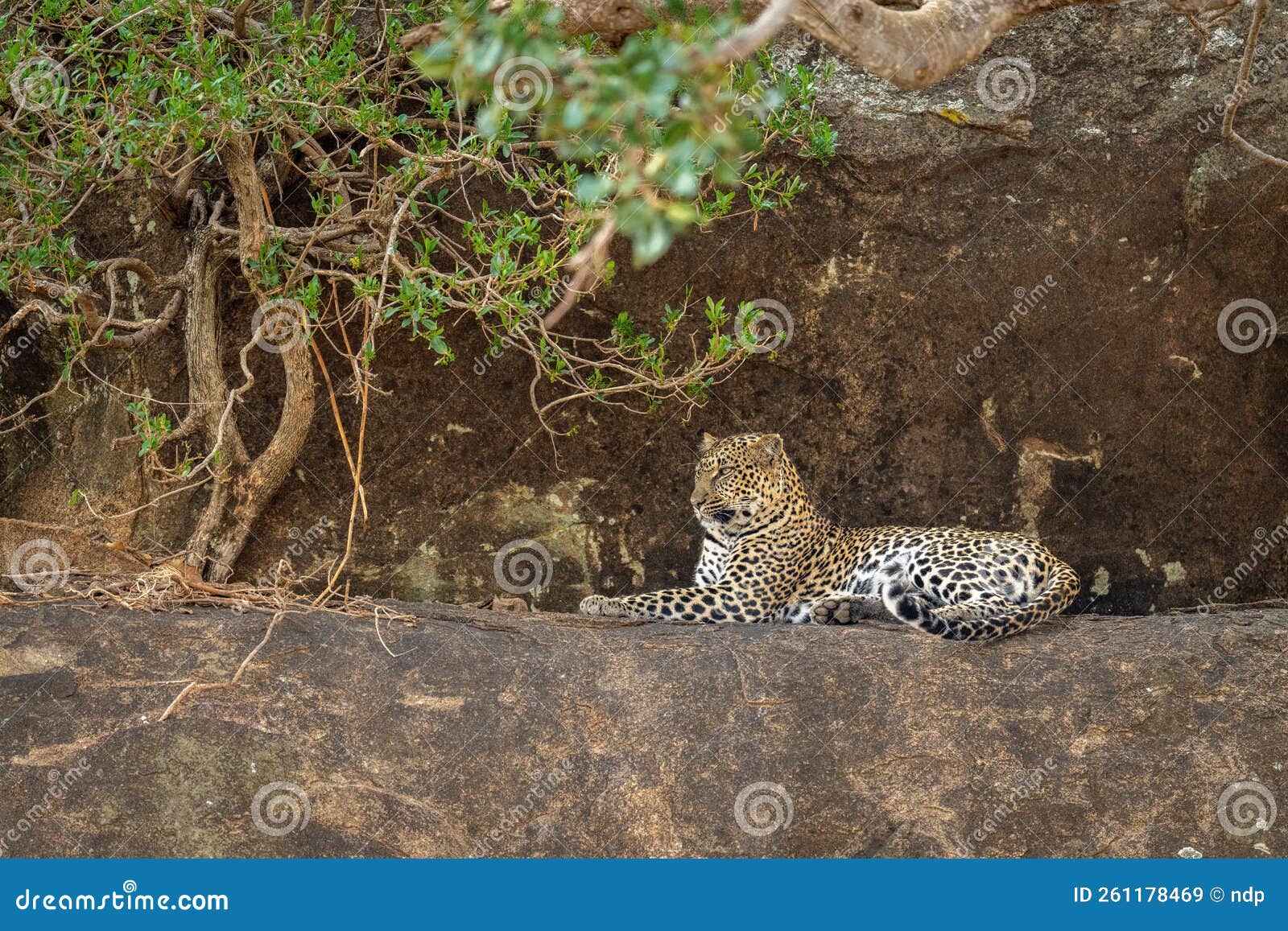 Leopard Lies on Ledge Under Tangled Branches Stock Image - Image of ...