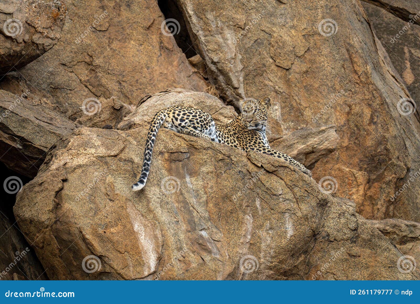 Leopard Lies Looking Back on Rocky Ledge Stock Image - Image of drive ...