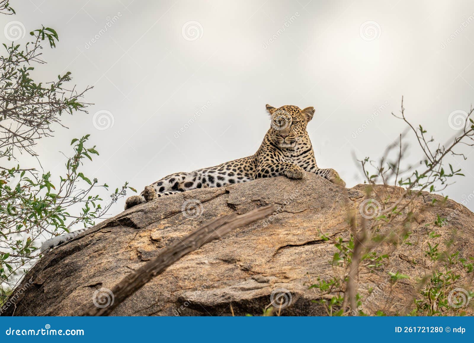 Leopard Lies on Rock among Leafy Bushes Stock Photo - Image of predator ...