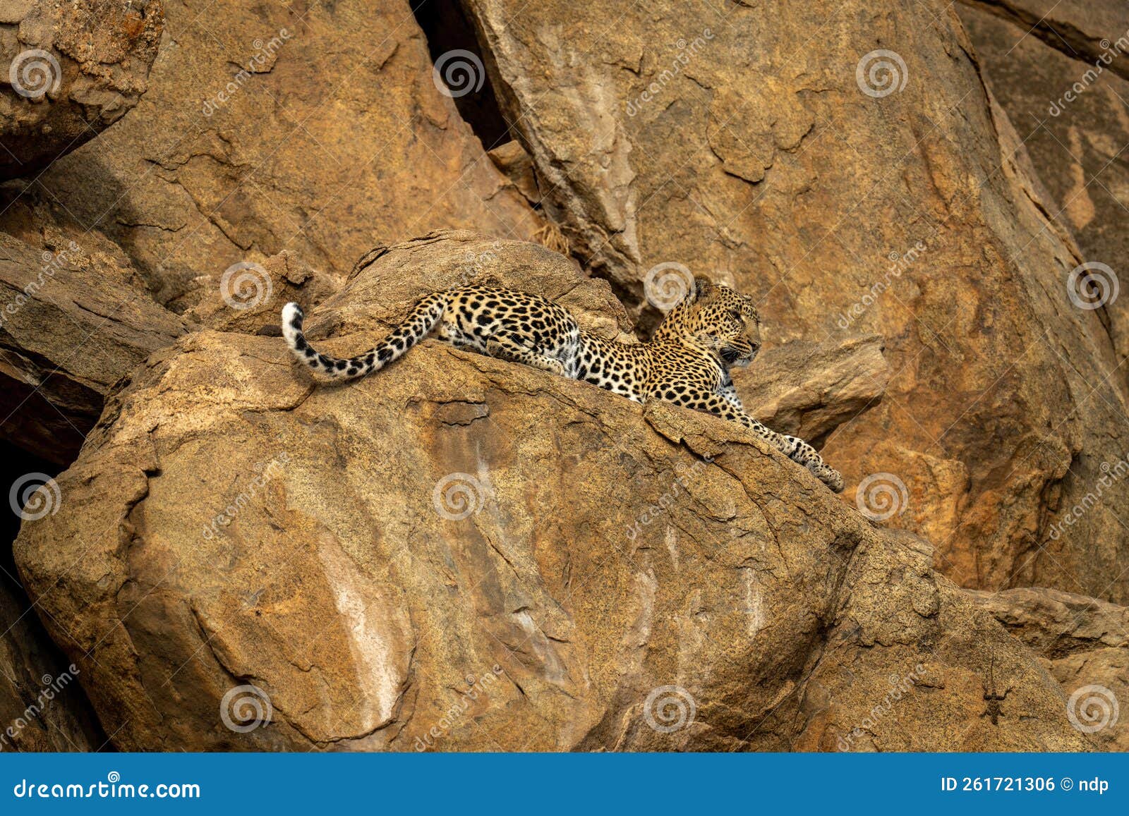 Leopard Lies on Rock Ledge Looking Down Stock Photo - Image of laikipia ...