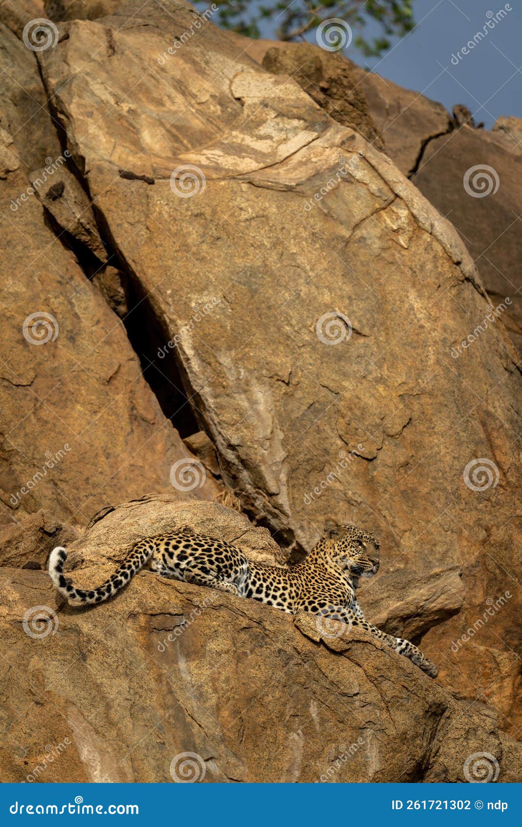 Leopard Lies on Rock Ledge Staring Ahead Stock Photo - Image of mammal ...