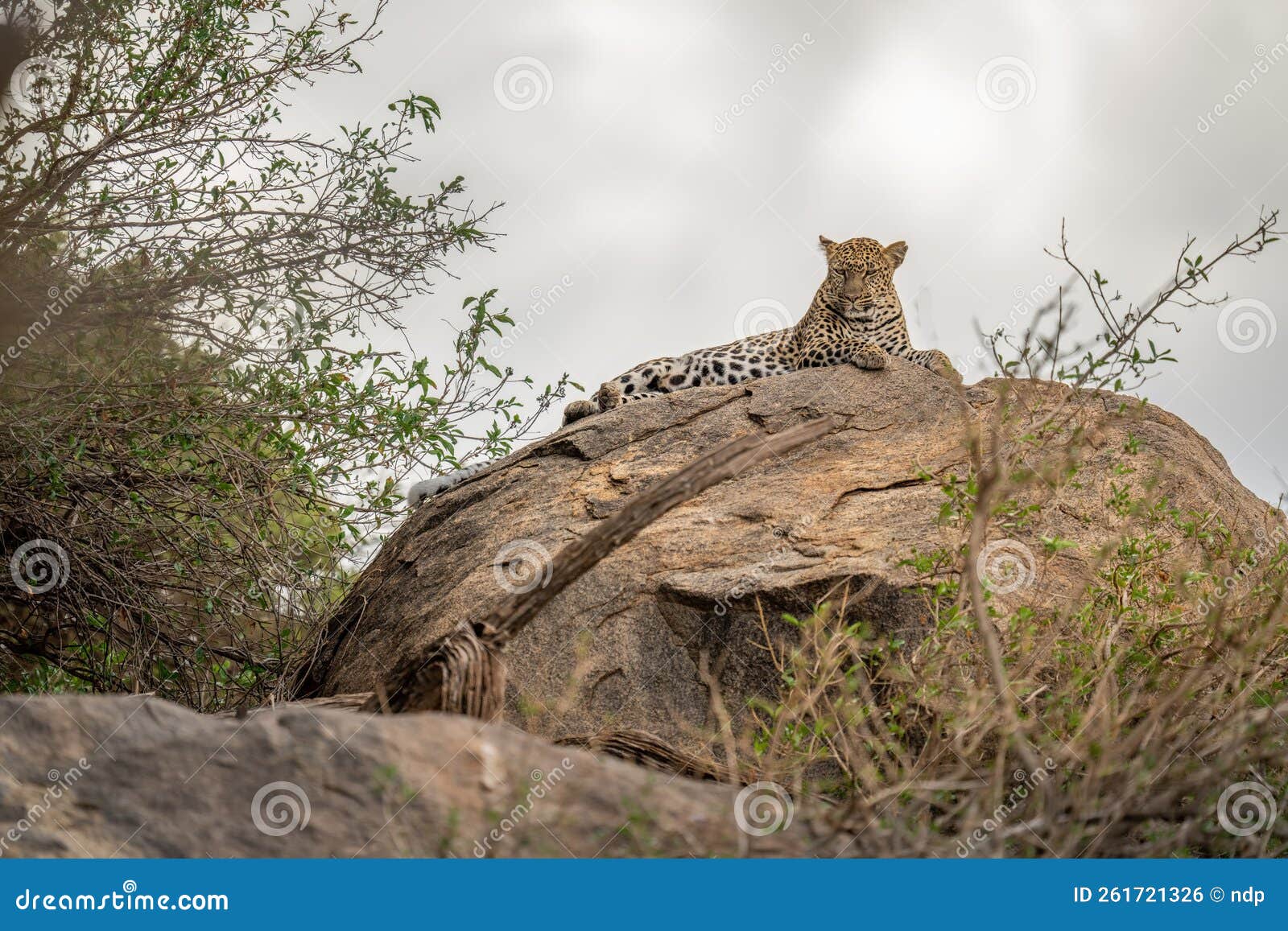 Leopard Lies on Rock Surrounded by Bushes Stock Photo - Image of grass ...
