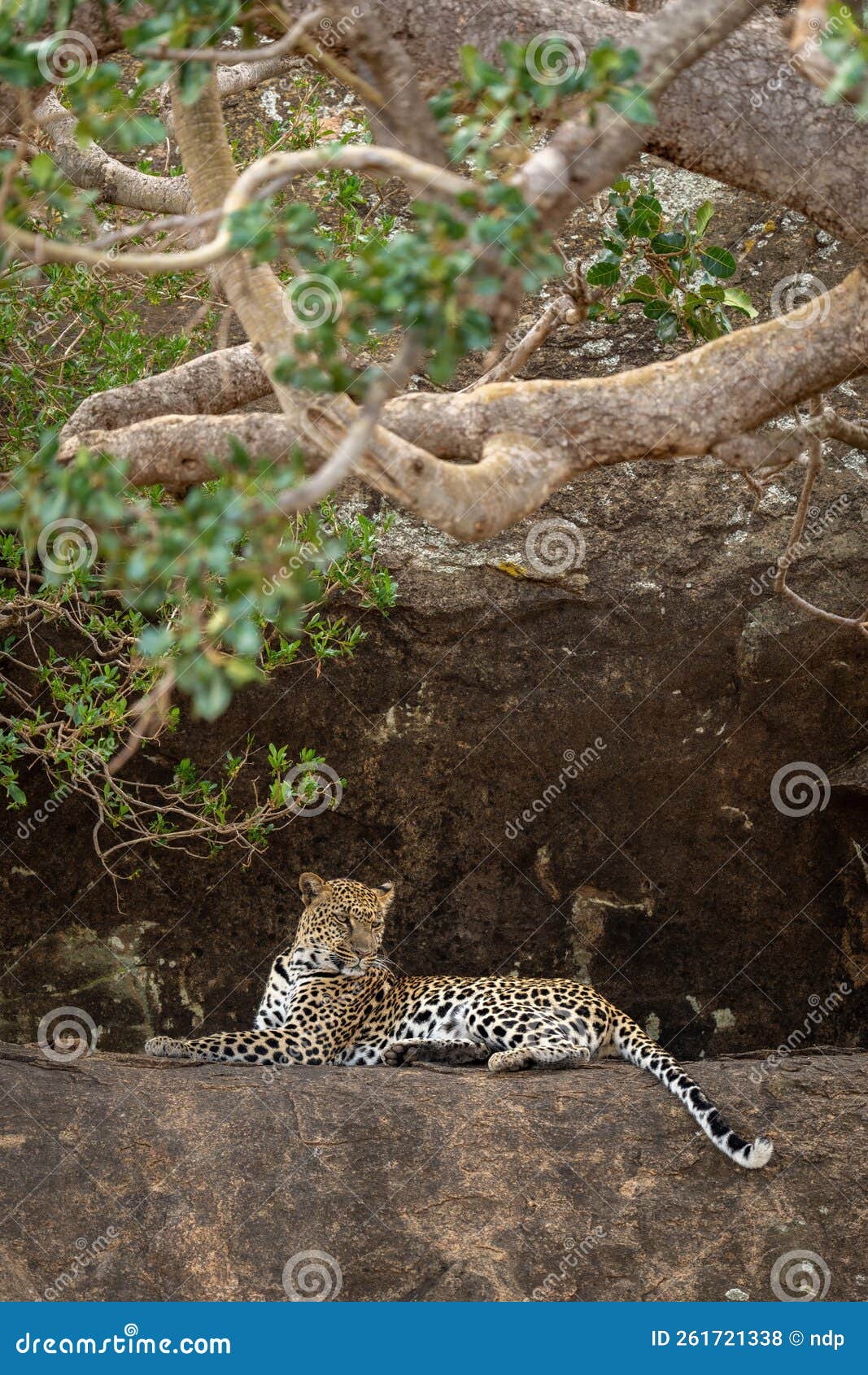 Leopard Lies on Rocky Ledge Gazing Down Stock Photo - Image of animals ...